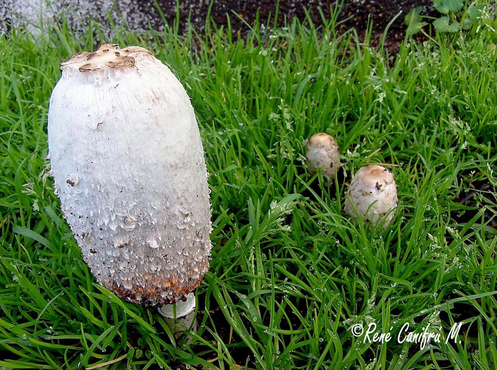 Hongos: Coprinus comatus