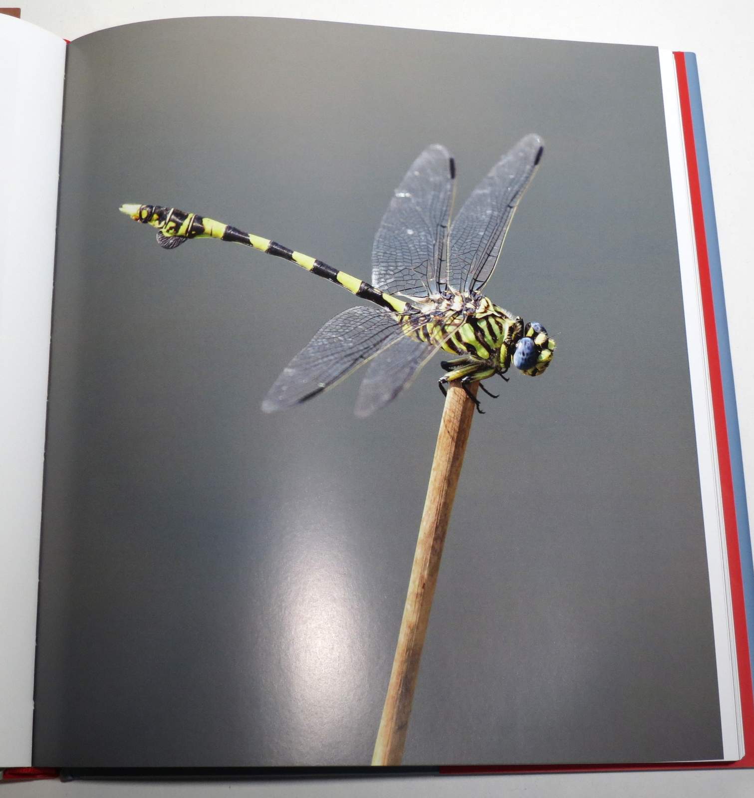 Book Review - Dragonflies and Damselflies, A Natural History ...