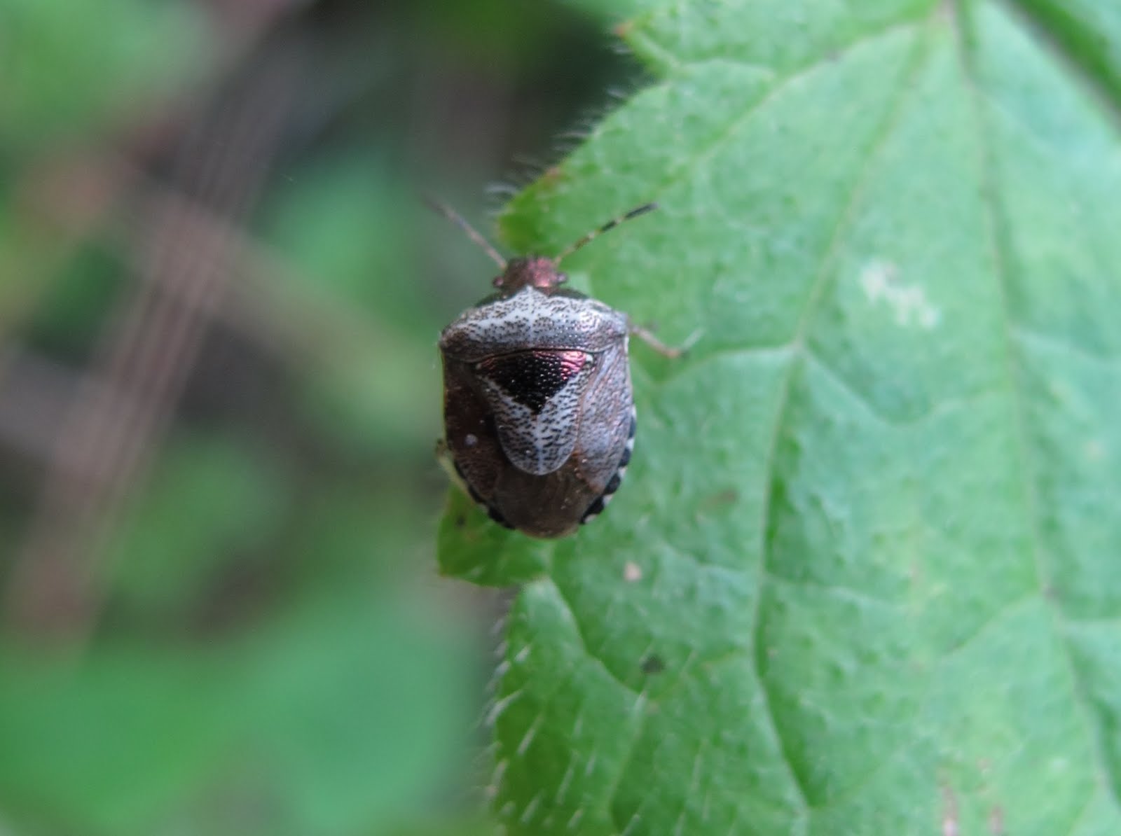 The Lyons Share: First record of rare shield bug for East Sussex!