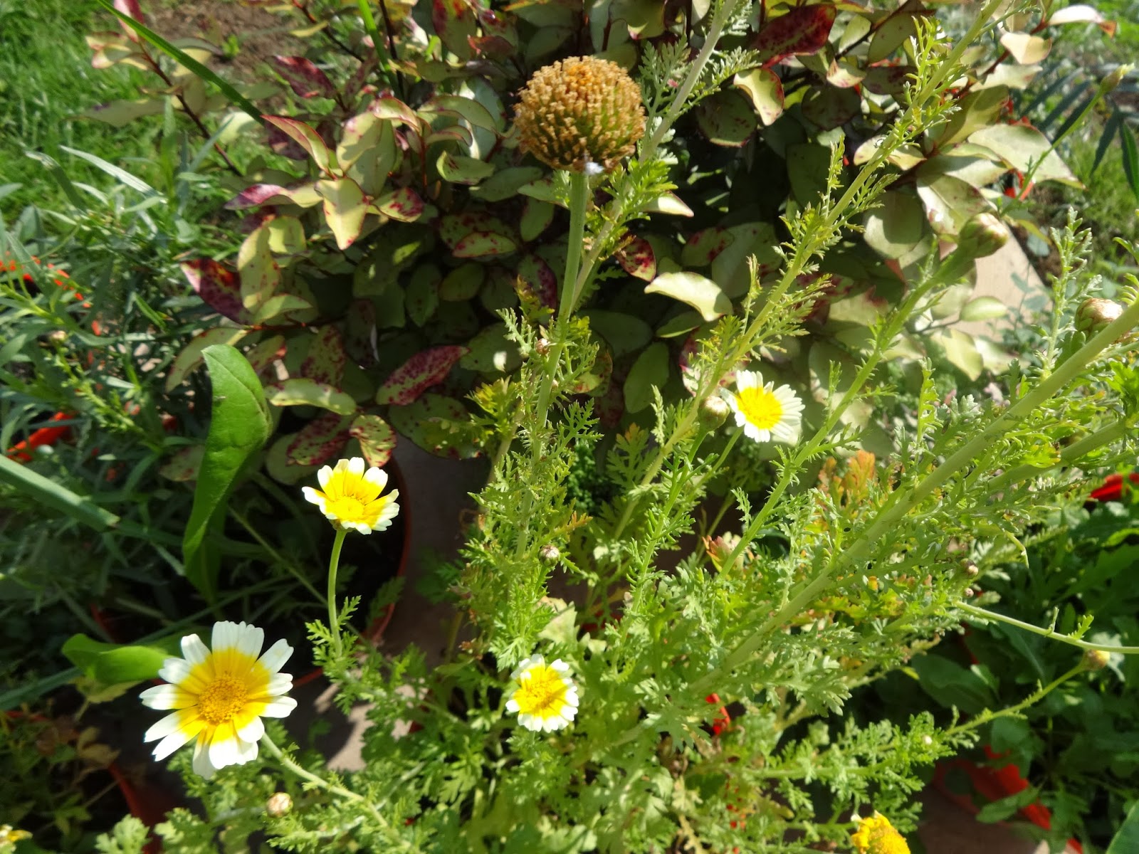 Herbs from Distant Lands: Chrysanthemum coronarium - Chop Suey Greens ...