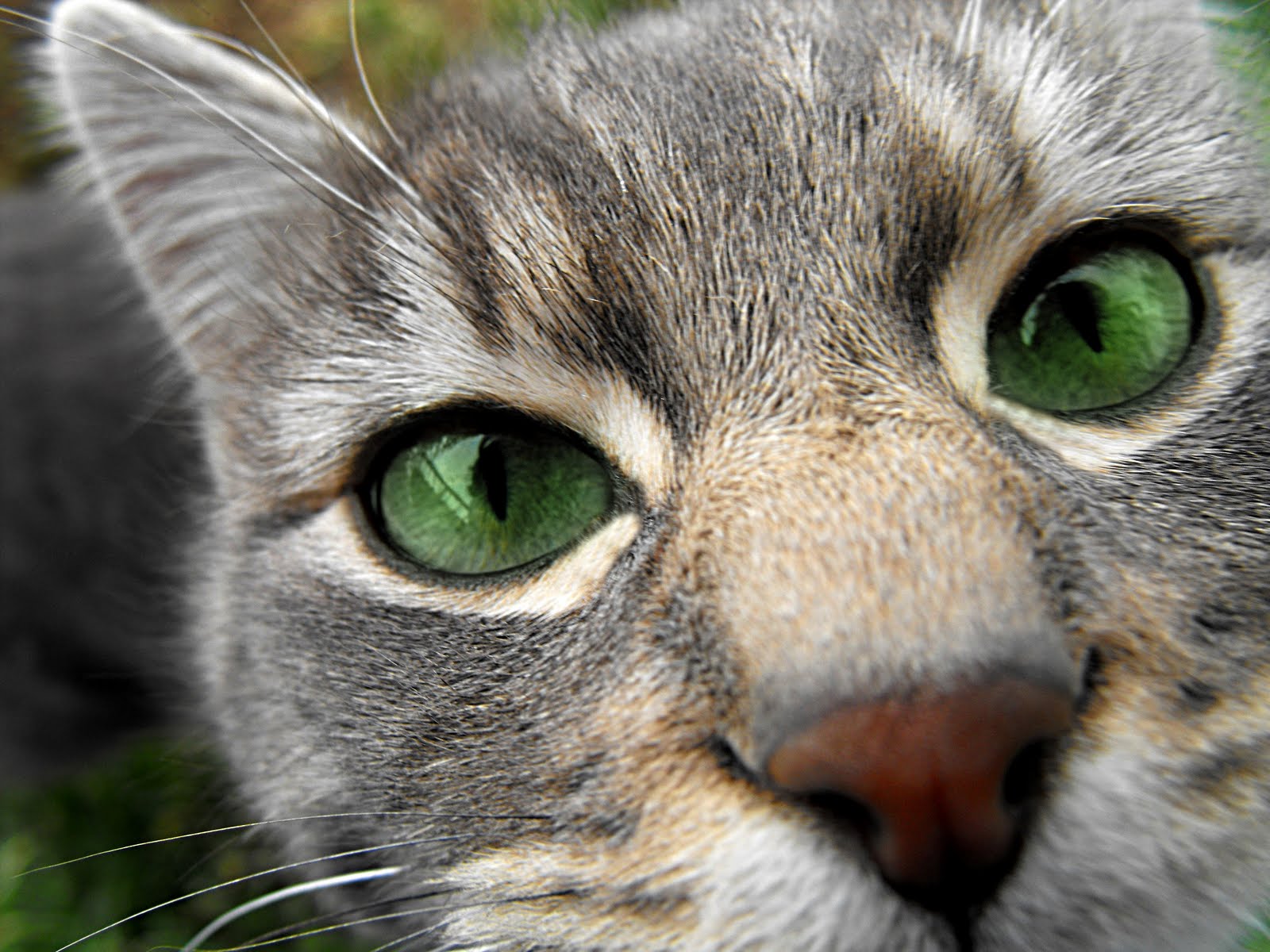 Pilot Rock HS Photography: Curious Cat by Brooke