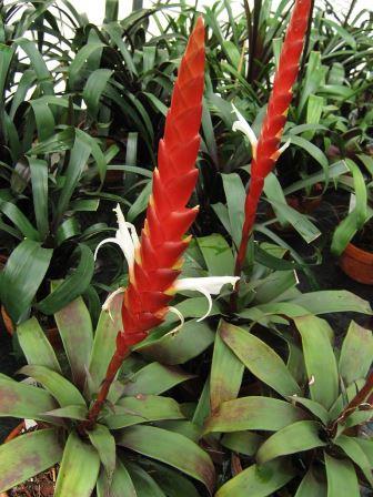 Vriesea sp | Pustaka Flora | Database Tanaman Landscape