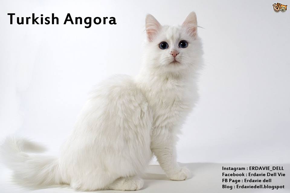 AZLAN RUMADI: BAKA - BAKA KUCING PILIHAN POPULAR DARI SELURUH DUNIA