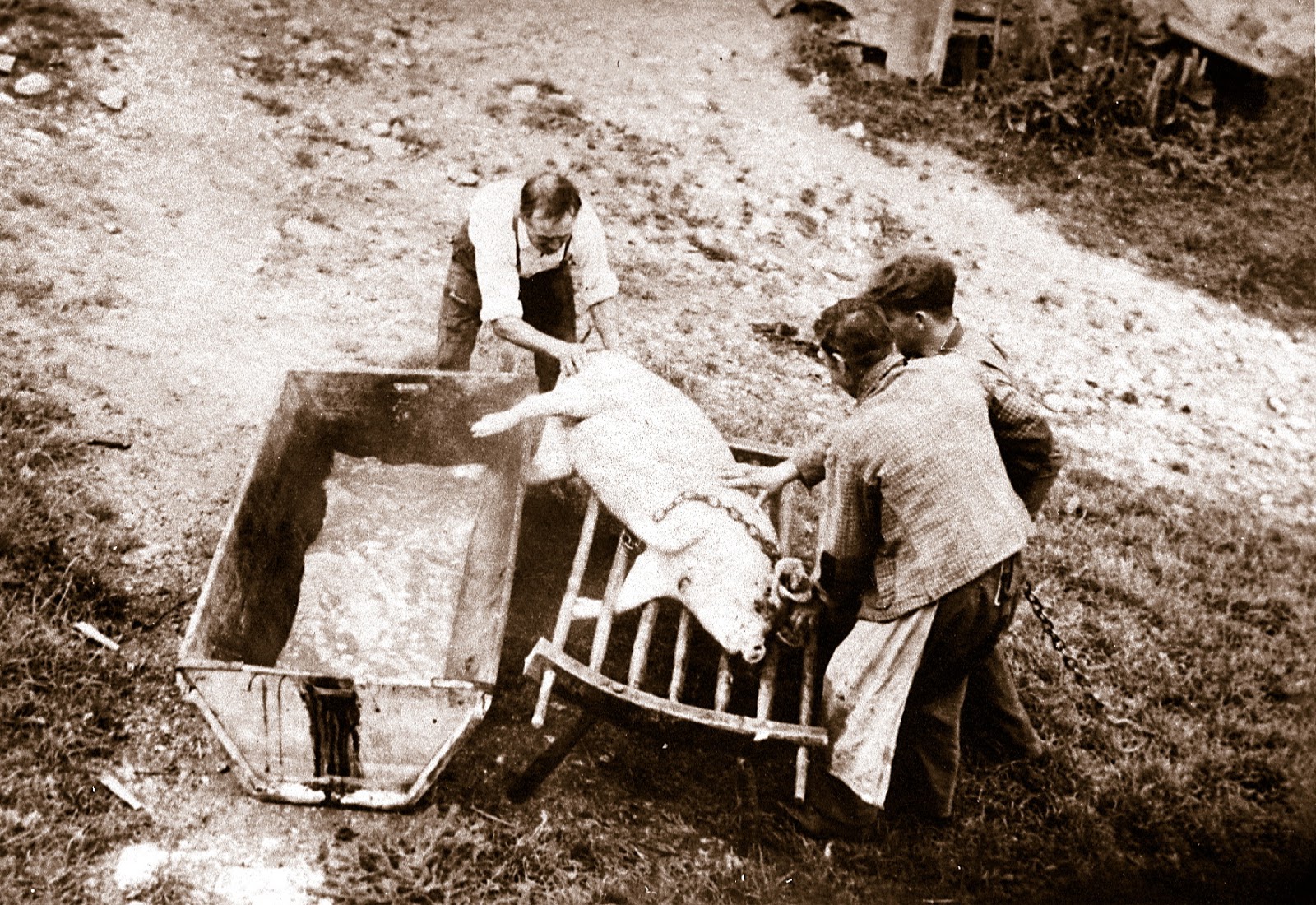 In der Mitte von Österreich ist das Stodertal: Wenn ein Schwein ...