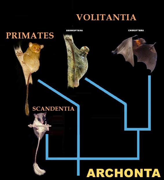 ARCANO Nelson Gomes - MAMMALIA...incluindo Monodelphis: ARCHONTA, uma ...