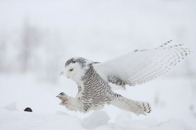 SCAGLIE: Snowy Owls Migration