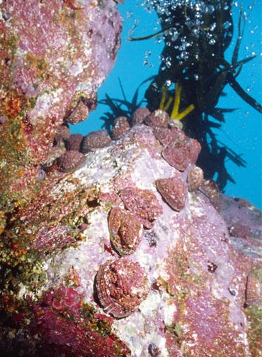 Eating Chilean: Loco over locos, Chilean “abalone”