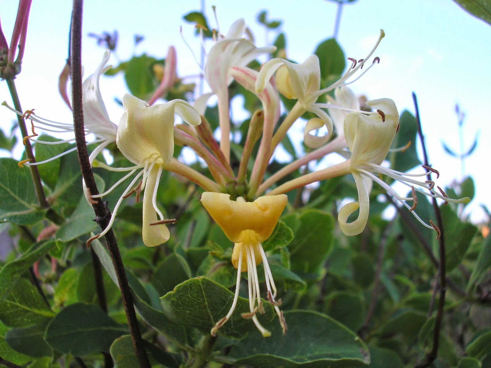 Flora, Fauna y Fungi del Valle del Rudrón en Burgos: Madreselva común ...