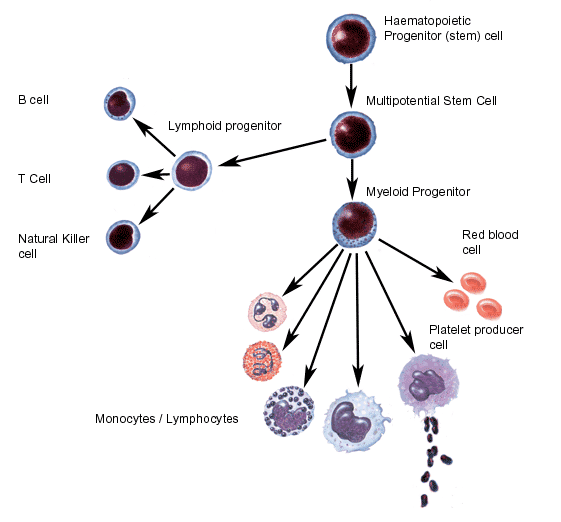 FATMA ZAHRA (fzahra): Biologi Sel "SEL PUNCA"