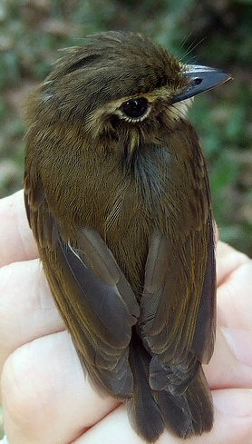 Net Results: More shade coffee birds and banding: part 1