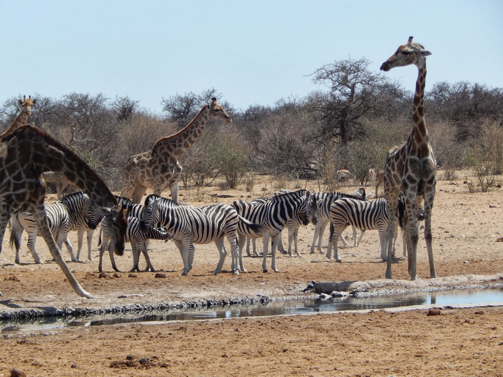 The Daily Suitcase: Lots of Giraffe, Lots of Zebra, and One Lion