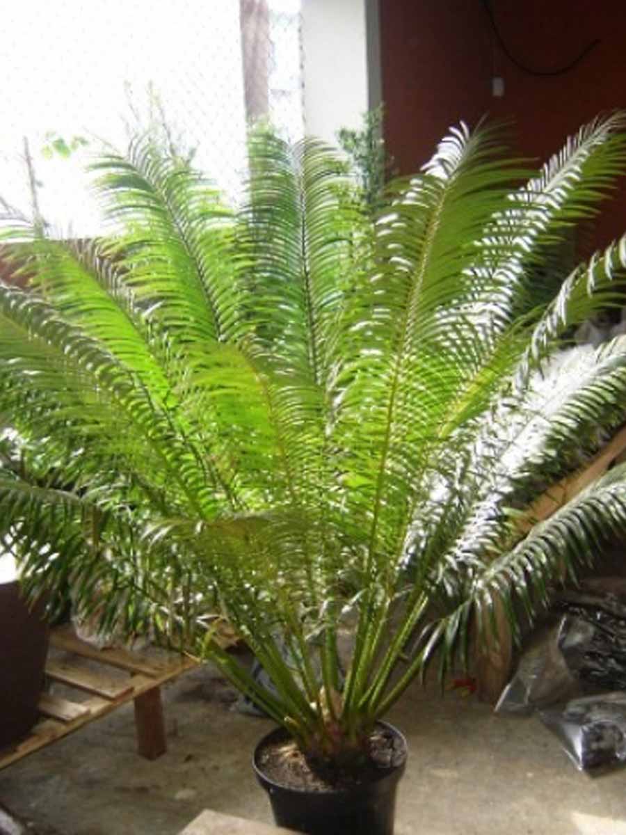 arbustosensevilla-encinarosa: Cycadaceae / Cicas / Cyca revoluta / Cyca ...