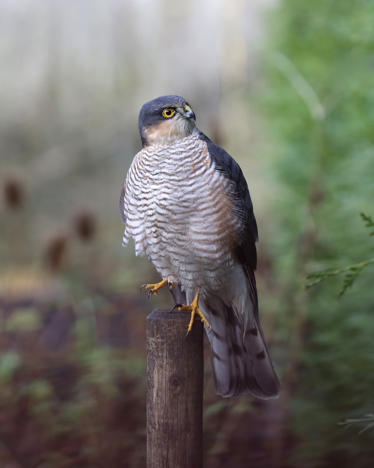 TrogTrogBlog: Bird of the week - Sparrowhawk