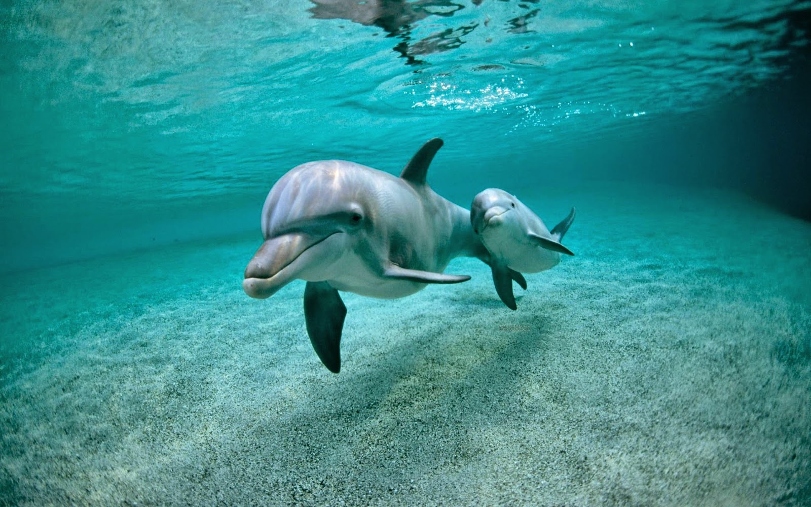 Dolphin - HD Wallpapers | Earth Blog