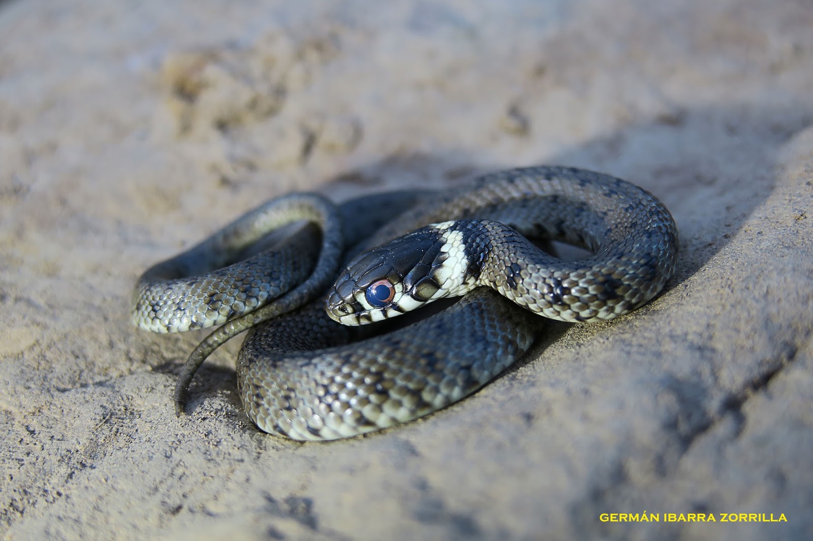FAUNA COMPACTA el blog de Germán Ibarra Zorrilla: Culebra de collar ...