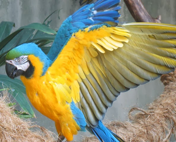 Gorgeous Babies Blue & Gold Macaw Parrots Available