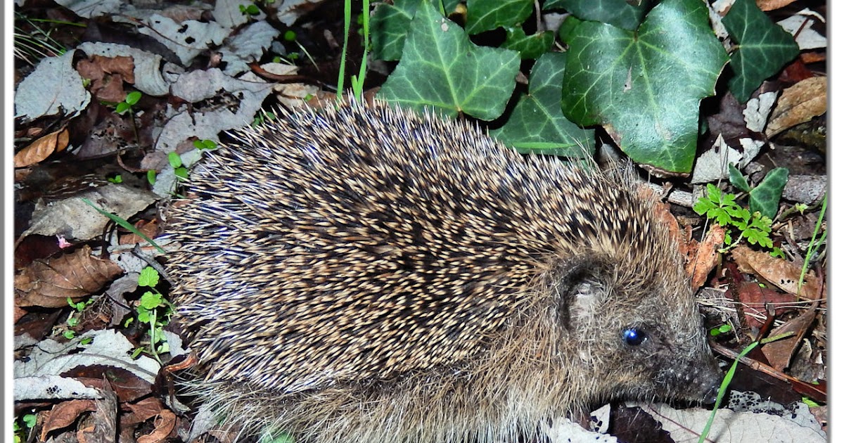 Photos Daniel: Hérisson