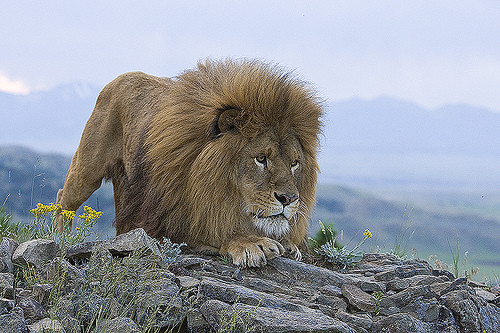 About Wild Animals lion: The Barbary Lion Project