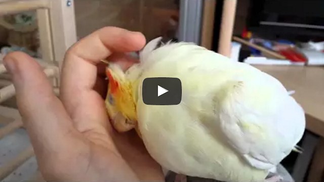 Cockatiel Loves to Snuggle