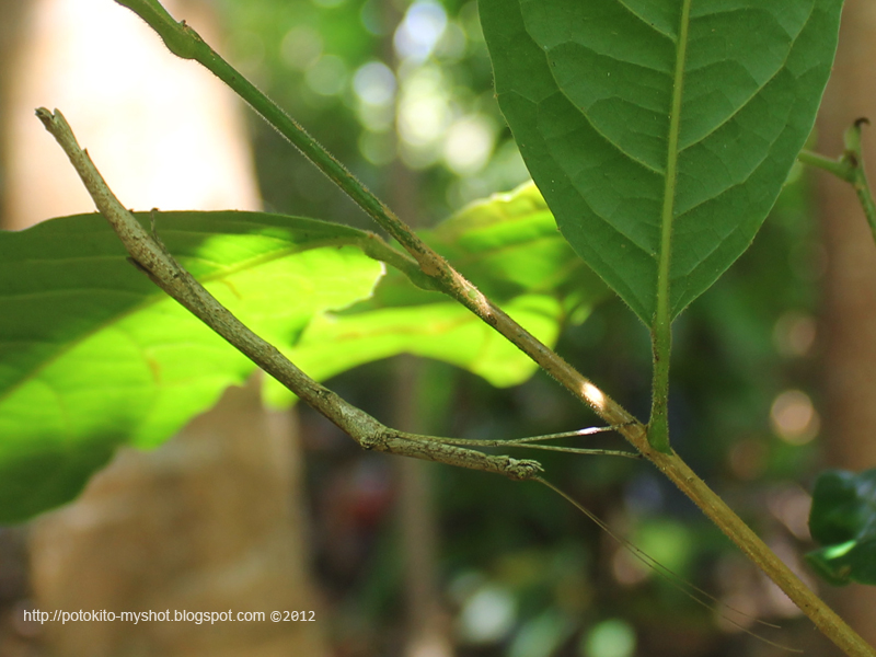 Walking Stick Insect Camouflage