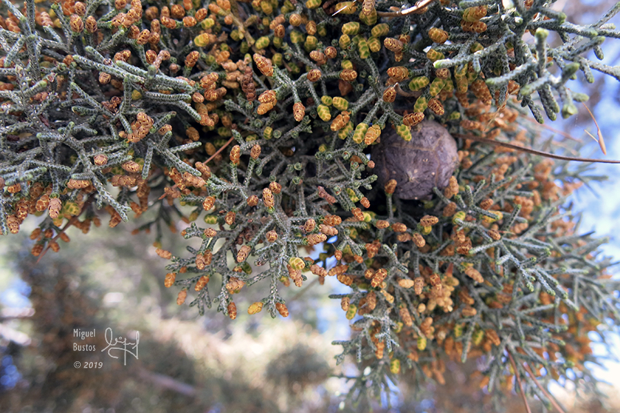 Naturaleza y Fotografía en Motril: Cupressus arizonica (Ciprés de Arizona)