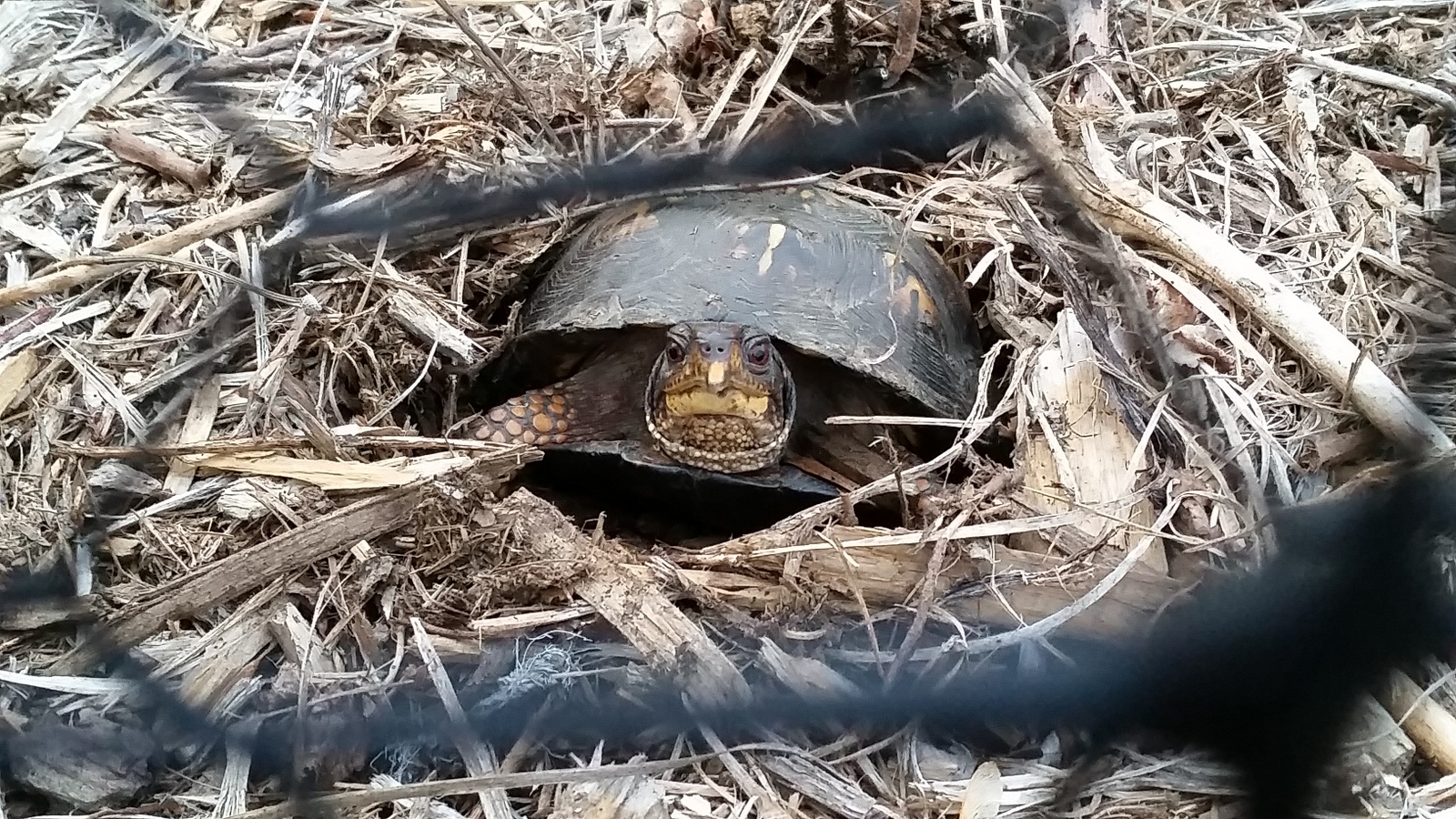 In the Field: Open Space Poster Child: Long Hill, Shelton