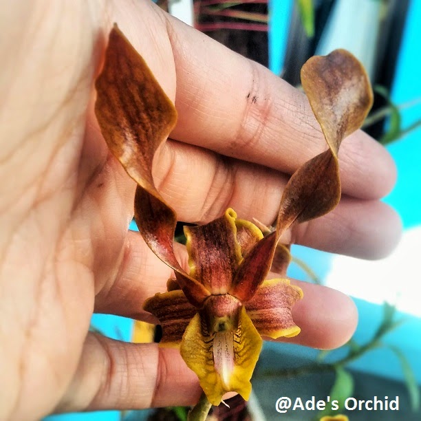 Ade's Orchid: Dendrobium helix