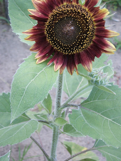 God's Growing Garden: Eight Sunflowers and Counting