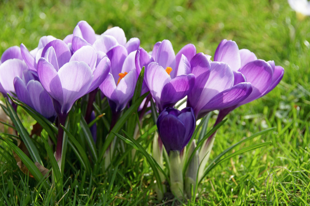 Pokloni mi cvet: Crocus vernus