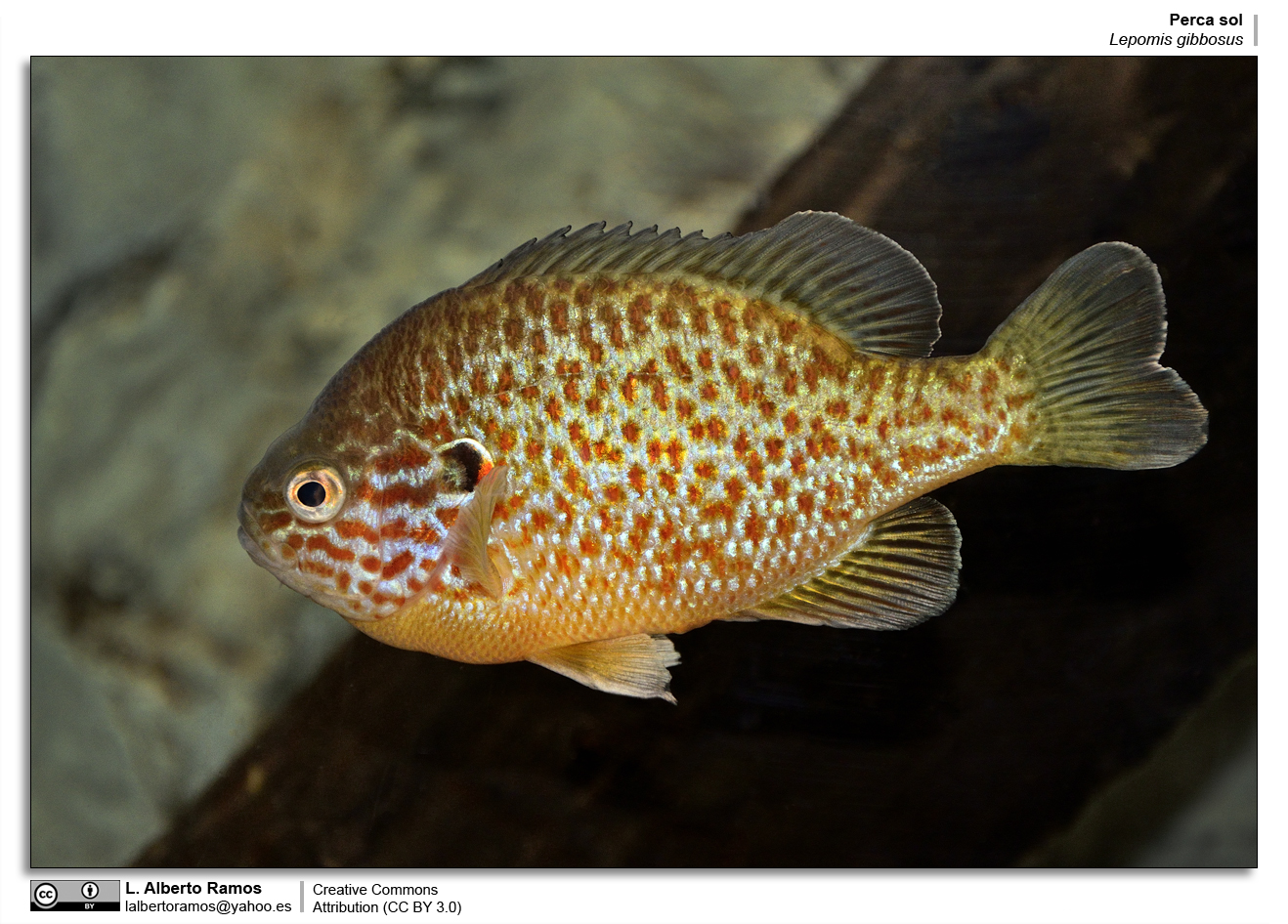 Perca sol - L. Alberto Ramos - Fotografía