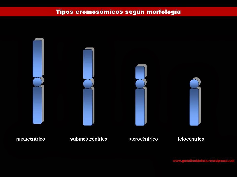 Cromosomas: Partes de un cromosoma y sus morfologias