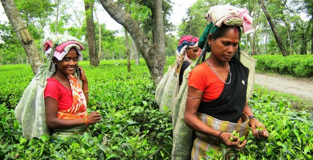 Teasommelier: Third milestoene of tea journey- Plucking with deft fingers