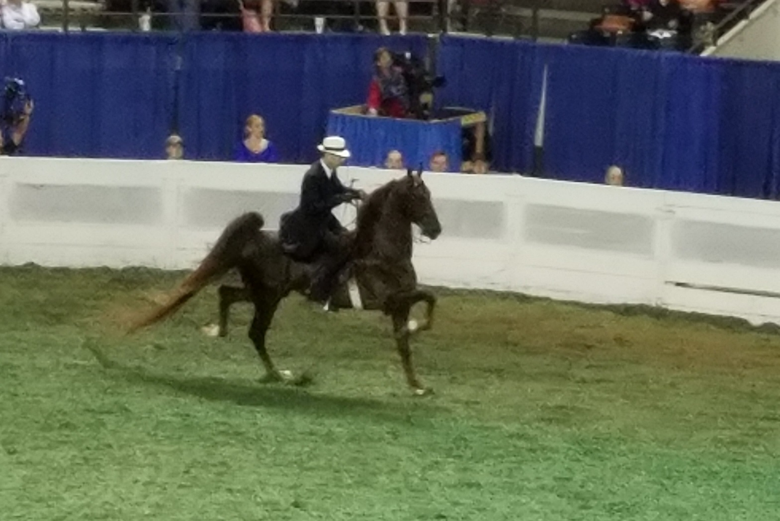 The American Saddlebred: 8/25/17 World's Championship Horse Show at ...