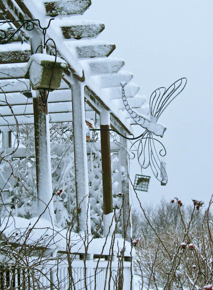 Bloomingwriter: Gardening in Nova Scotia: The spirit of dragonflies