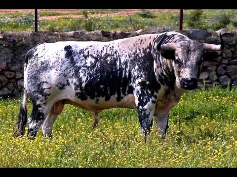 DE PODER A PODER: EL TORO DE OSBORNE; un clasico con historia.