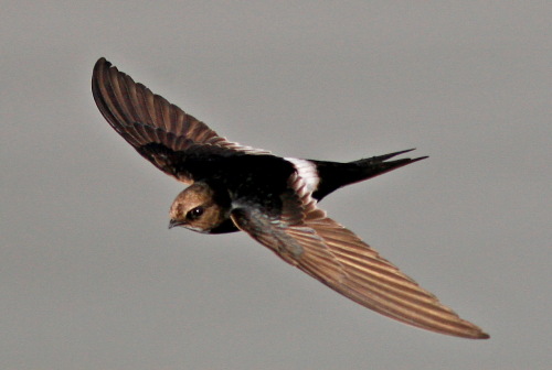 Aves de Extremadura: EL VENCEJO CAFRE EN EXTREMADURA / White-rumped ...