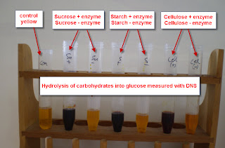 IA Design - IB Chemistry Biology IA
