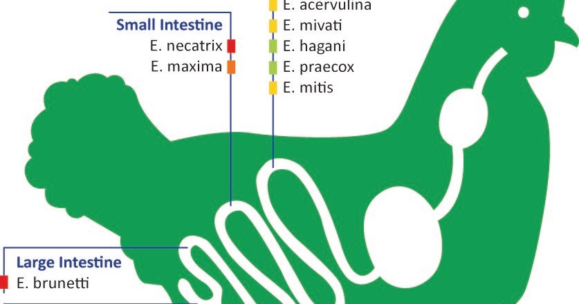 Chickens For Eggs - Chicken Consulting for the Urban Backyard Flock Owner