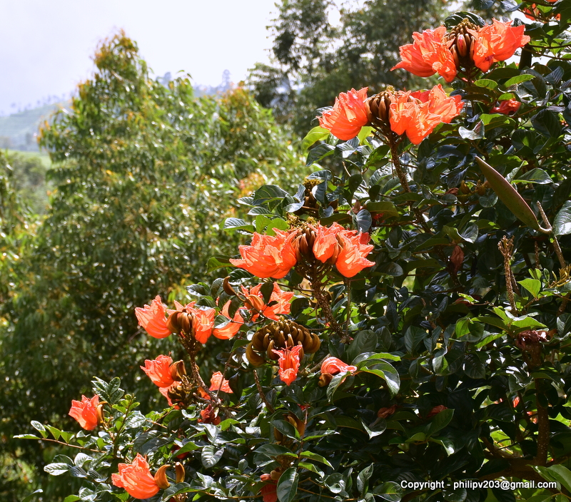 philipveerasingam: Pathana, Devon falls, Sri Lanka.