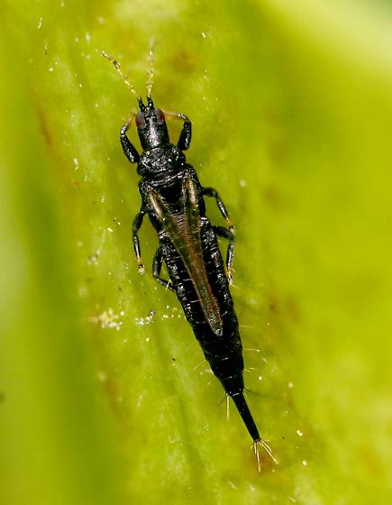 INSECTOS DE P.R. In Memoriam Dr Luis F Martorell y Dr Alain Liogier ,DR ...