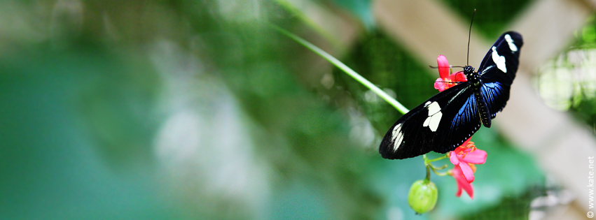 Butterfly Facebook Covers | WELCOME TO PICTURE WORLD!