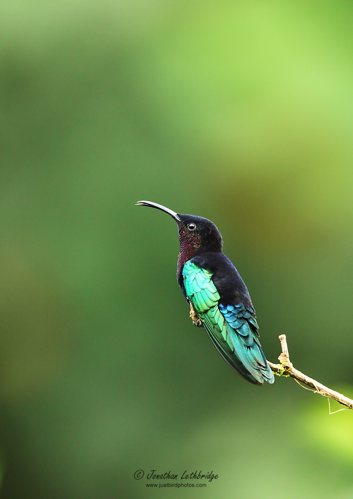 Wanstead Birder: St Lucia Hummingbirds