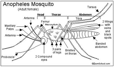 wabah penyakit malaria di Indonesia