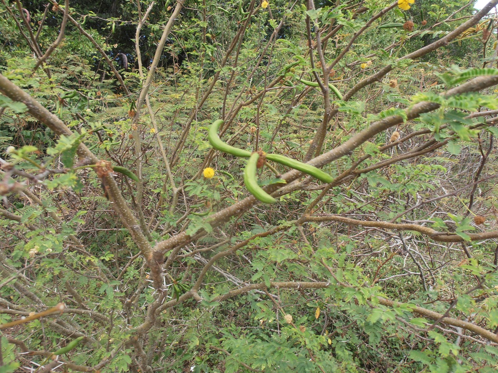Flora de Puerto Rico Ilustrada Papo Vives: Mimosoideae-Vachellia ...