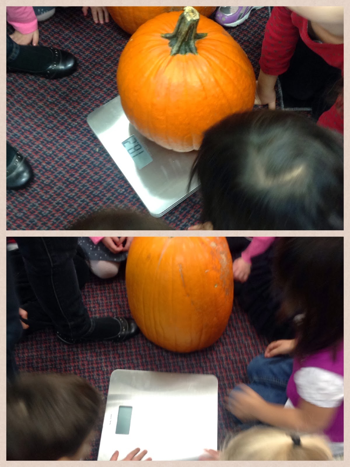 Wonders in Kindergarten: Our Pumpkin Investigation