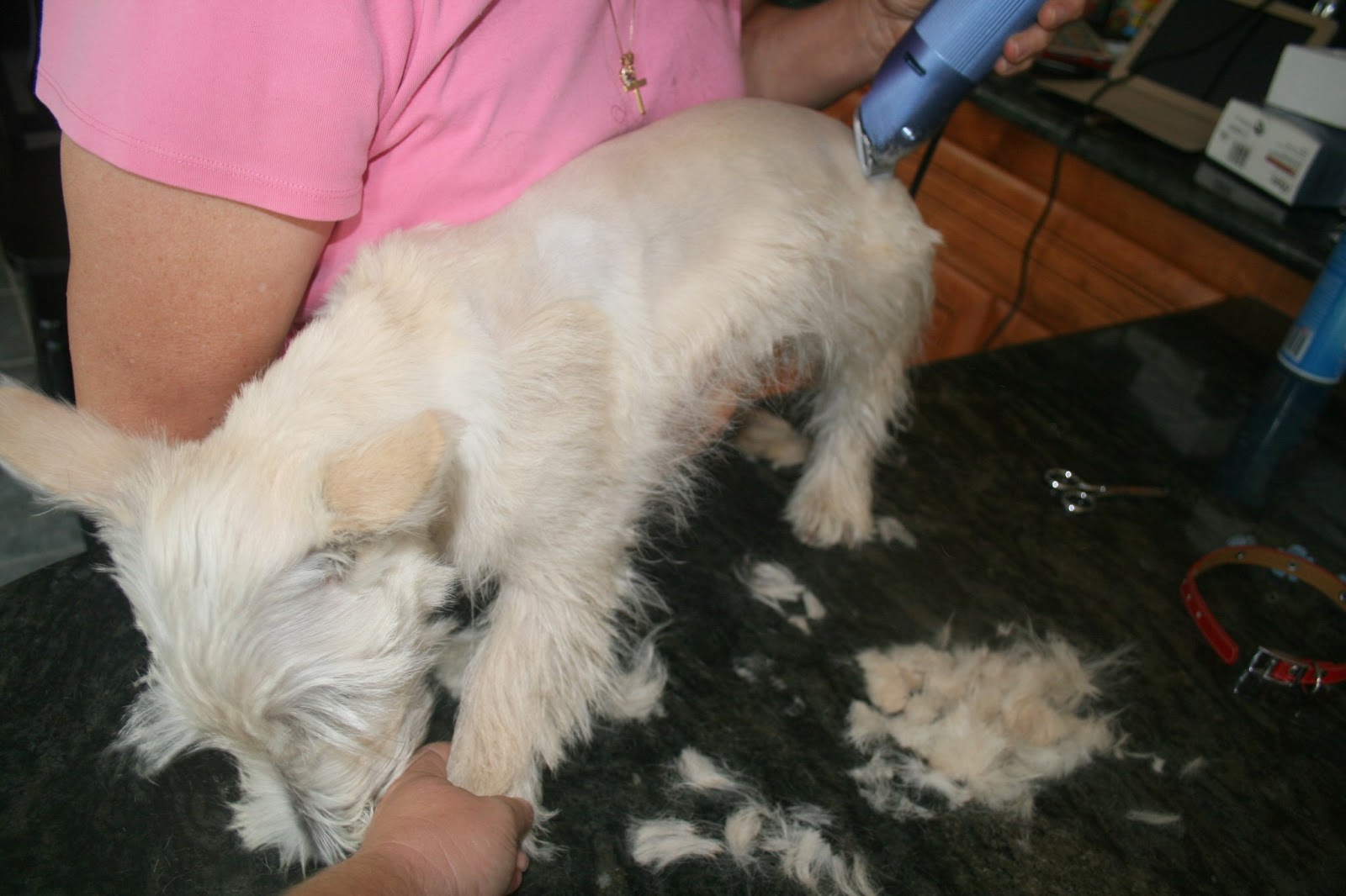 Daisy the Scottie: Haircut #2