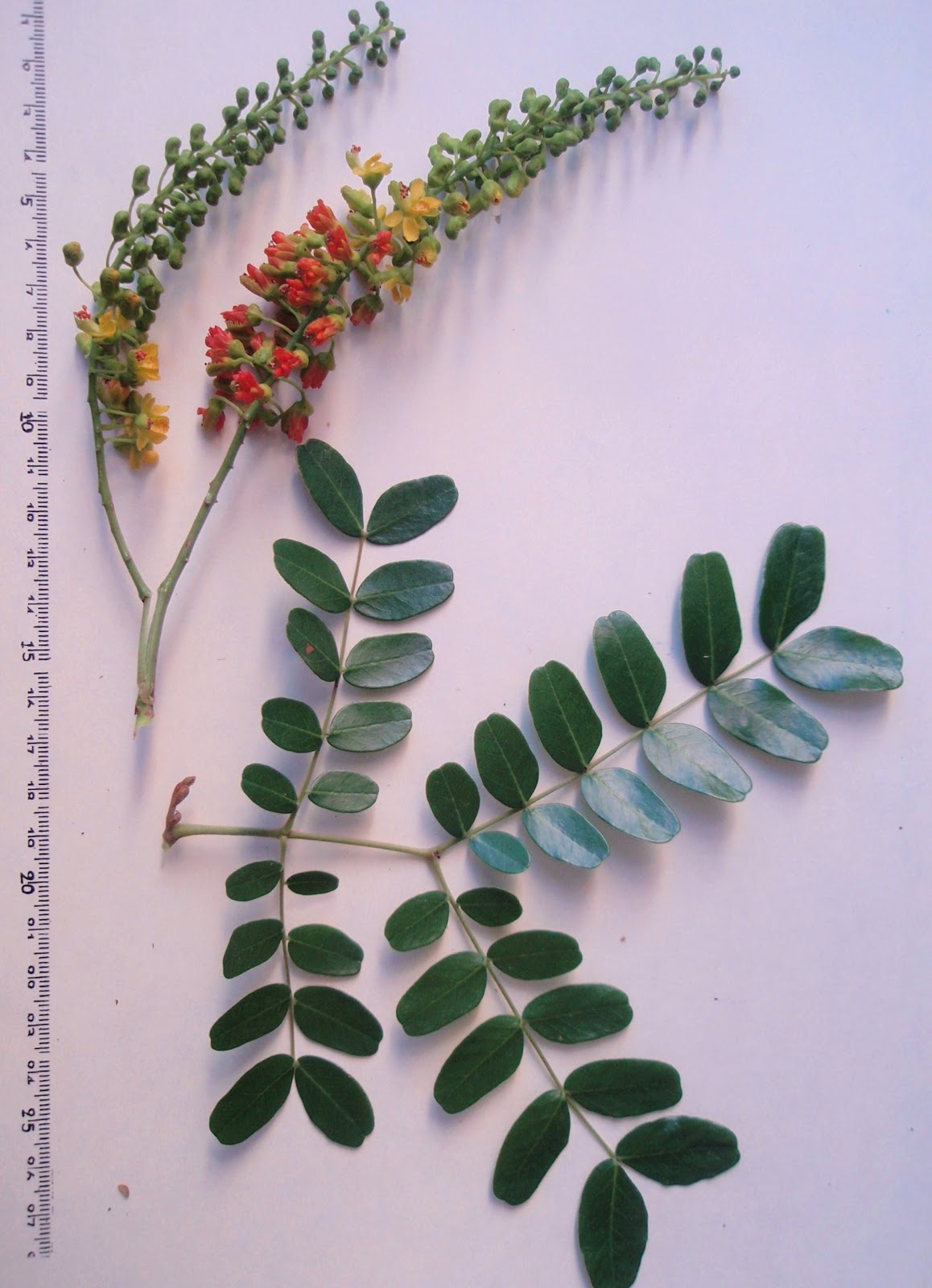 HERBARIO VIRTUAL DE BANYERES DE MARIOLA Y ALICANTE: Caesalpinia spinosa ...