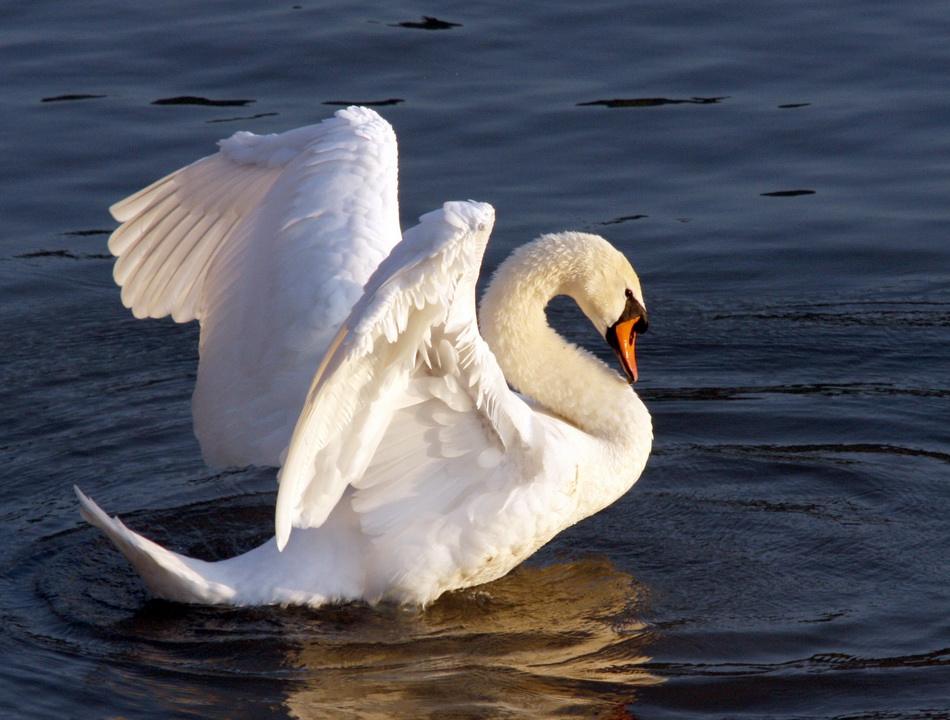 ИКАР - блогът на Боряна Антимова: Що за птица си според датата на раждане
