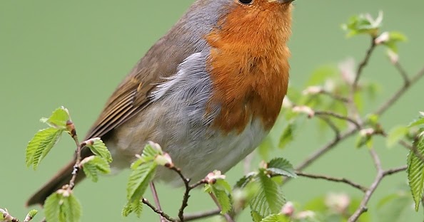 Wanstead Birder: All quiet on the Wanstead Front
