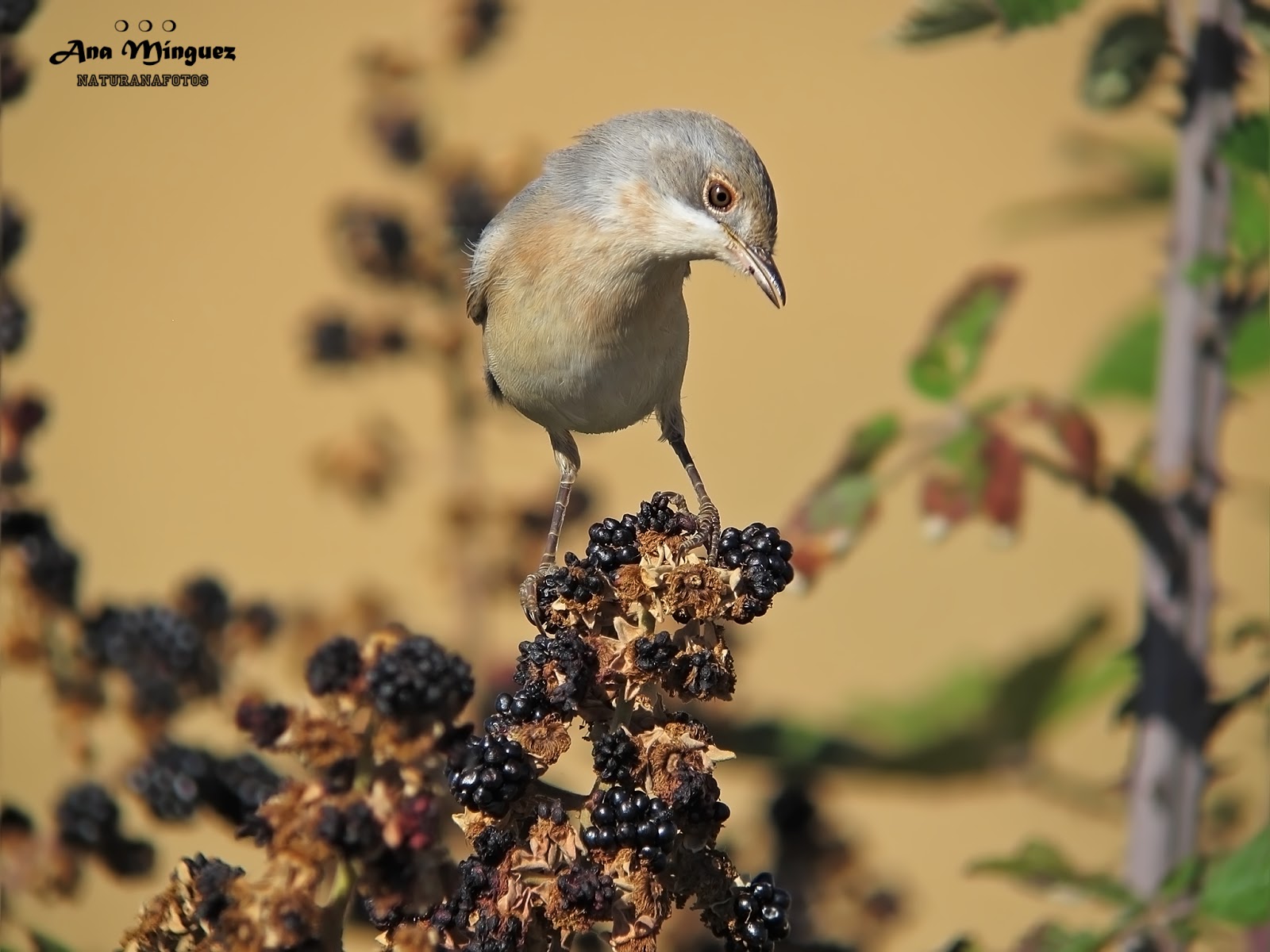 NATURANAFOTOS: Aves/Birds